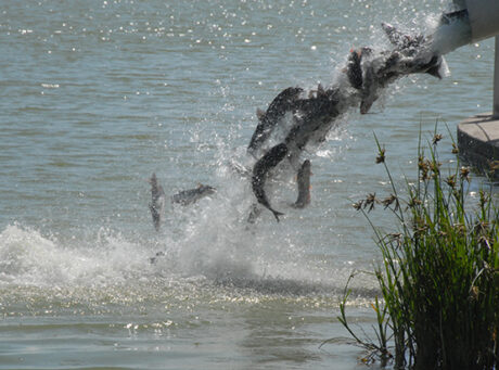 Licenses and Regulations - Arizona Game & Fish Department