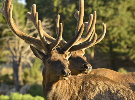 Elk - Arizona Game & Fish Department