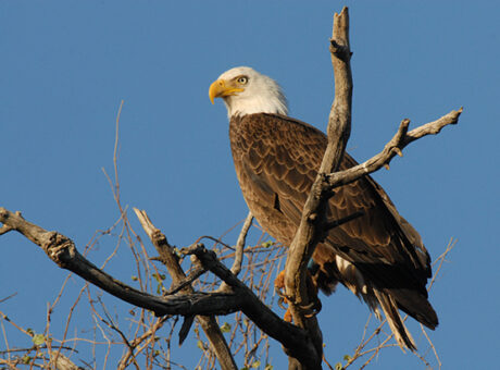 About Arizona Game & Fish - Arizona Game & Fish Department