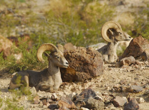Wildlife Viewing Events - Arizona Game & Fish Department