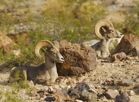Bighorn Sheep Reintroduction - Arizona Game & Fish Department