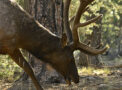 Hunt Draw and Licenses - Arizona Game & Fish Department