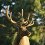 Wildlife Diseases - Arizona Game & Fish Department