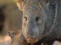 Javelina - Arizona Game & Fish Department