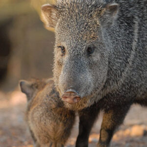 Special Licenses - Arizona Game & Fish Department