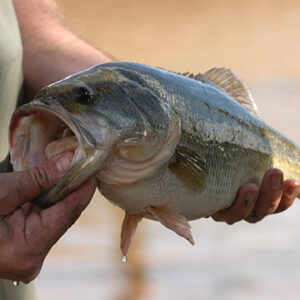 Licenses and Regulations - Arizona Game & Fish Department