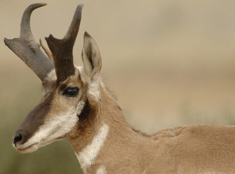 Hunt Draw and Licenses - Arizona Game & Fish Department