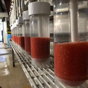 Sterling Springs Hatchery - Arizona Game & Fish Department