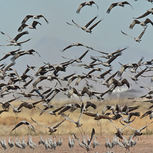 Hunting Licenses - Arizona Game & Fish Department