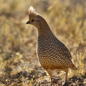 Species Hunt Information - Arizona Game & Fish Department