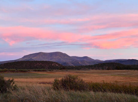 Dusky Grouse - Arizona Game & Fish Department