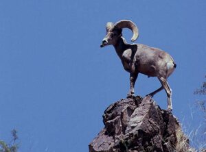 Hunt Draw and Licenses - Arizona Game & Fish Department