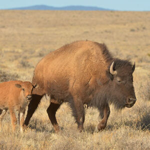 Species Hunt Information - Arizona Game & Fish Department