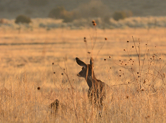 Hunting - Arizona Game & Fish Department