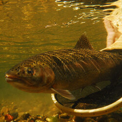 Arizona Wildlife Viewing | Tonto Creek Fish Hatchery (TCFH)