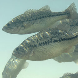 Fish Hatcheries - Arizona Game & Fish Department