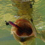 Fishing Education - Arizona Game & Fish Department