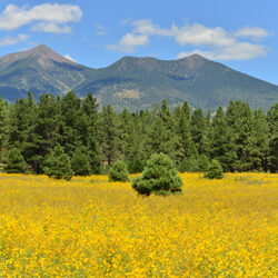 Over-the-Counter Archery Deer Hunting - Arizona Game & Fish Department