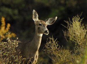 Hunt Draw and Licenses - Arizona Game & Fish Department
