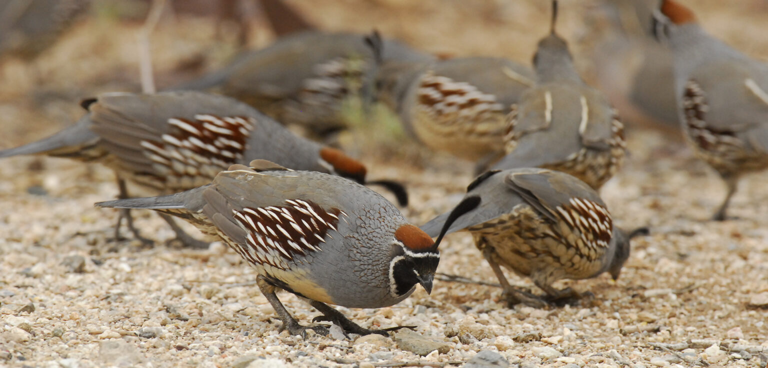 Special Licenses - Arizona Game & Fish Department
