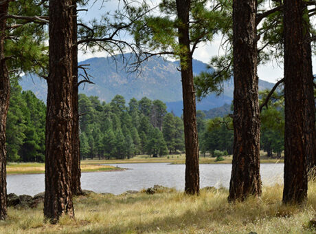 Tree Squirrel - Arizona Game & Fish Department