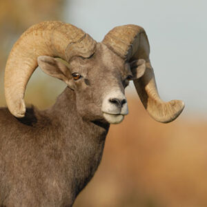 Big Game Draw - Arizona Game & Fish Department