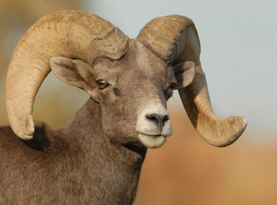 Bighorn Sheep - Arizona Game & Fish Department