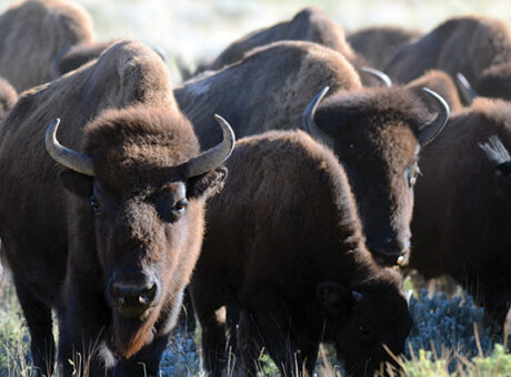 Bison - Arizona Game & Fish Department