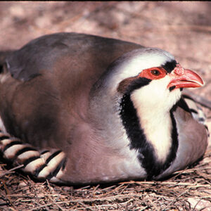 Species Hunt Information - Arizona Game & Fish Department