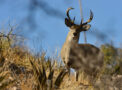 White-tailed Deer - Arizona Game & Fish Department