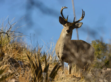 Nonpermit-Tags - Arizona Game & Fish Department