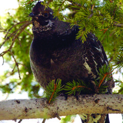 Small game bird hunting species in Arizona - Arizona Game & Fish Department