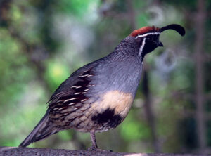 Quail - Arizona Game & Fish Department