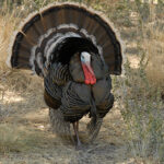 AZGFD News - Arizona Game & Fish Department