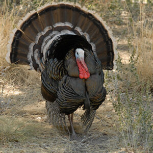 Hunting Licenses - Arizona Game & Fish Department