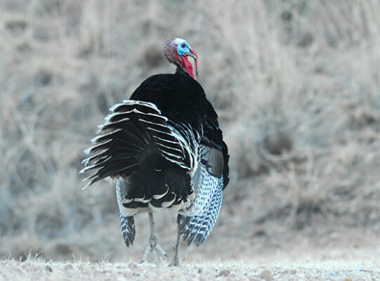 Turkey - Arizona Game & Fish Department