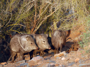Javelina - Arizona Game & Fish Department