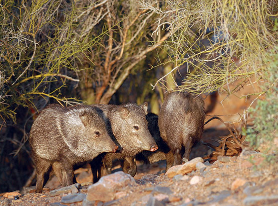 Living with Javelina - Arizona Game & Fish Department