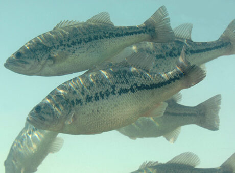 Legislation and Budget - Arizona Game & Fish Department