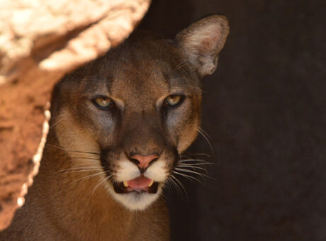 About Arizona Game & Fish - Arizona Game & Fish Department