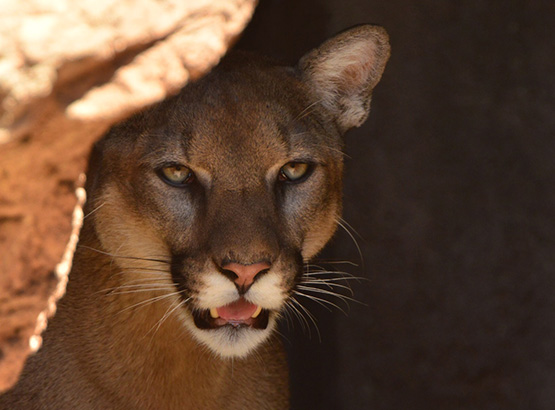 Mountain lion hunting in Arizona - Arizona Game & Fish Department