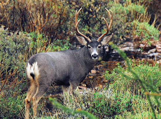 Hunter Education Classes - Arizona Game & Fish Department