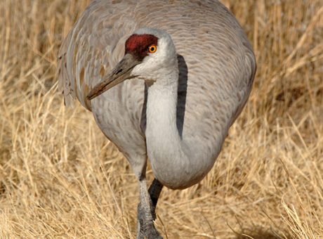 About Arizona Game & Fish - Arizona Game & Fish Department