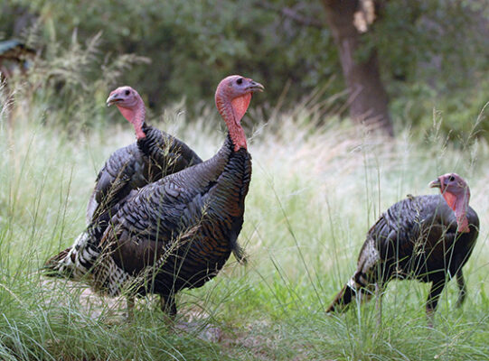 Turkey - Arizona Game & Fish Department