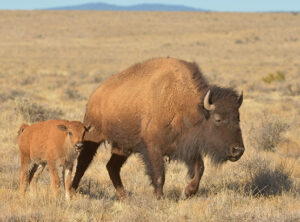 Bison - Arizona Game & Fish Department