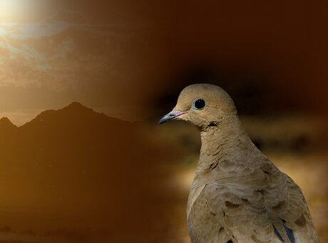 Dove - Arizona Game & Fish Department