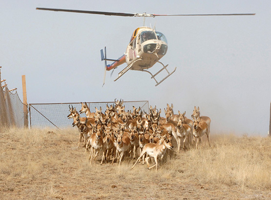 AZGFD Press Room and Media - Arizona Game & Fish Department