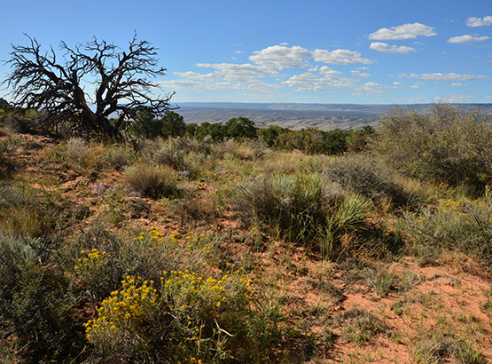 Legislative & Government Affairs - Arizona Game & Fish Department