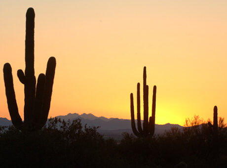 Wildlife Conservation - Arizona Game & Fish Department