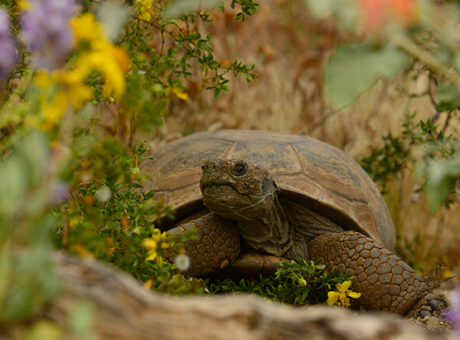 Desert Tortoise - Arizona Game & Fish Department